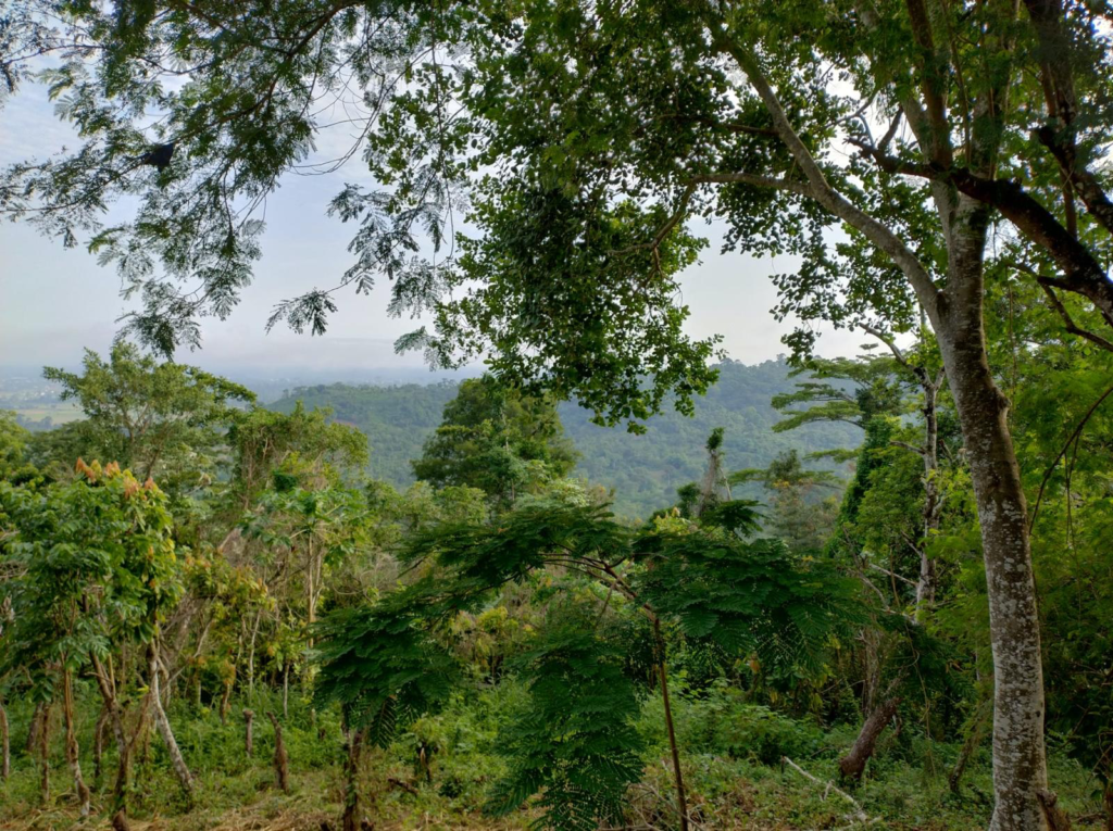 Blog: The key principles behind successful landscape restoration ...